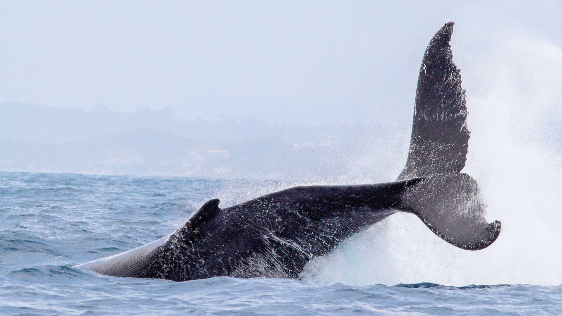 llhéus inaugura temporada de observação de baleias no Dia dos Oceanos